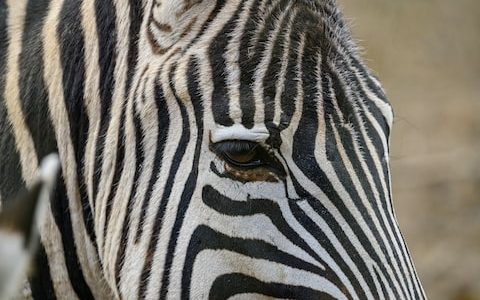 如何在Edge浏览器中使用游戏模式？_Wikishu