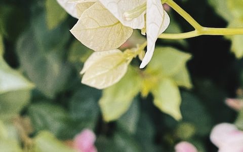 如何在Edge浏览器中使用“打印预览”功能，优化打印效果？_Wikishu