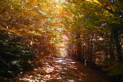 Via怎么才能拦截弹出窗口？_Wikishu